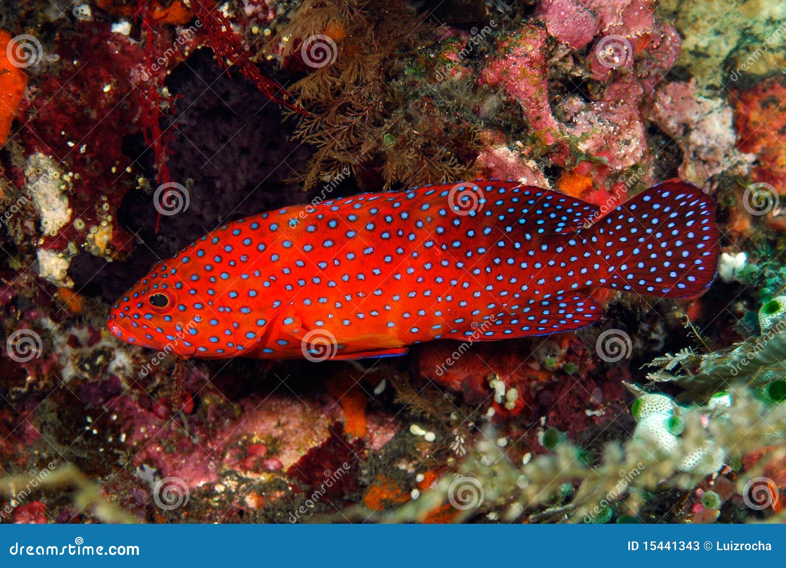 Coral Hind (Cephalopholis Miniata) Stock Image - Image of aquarium ...