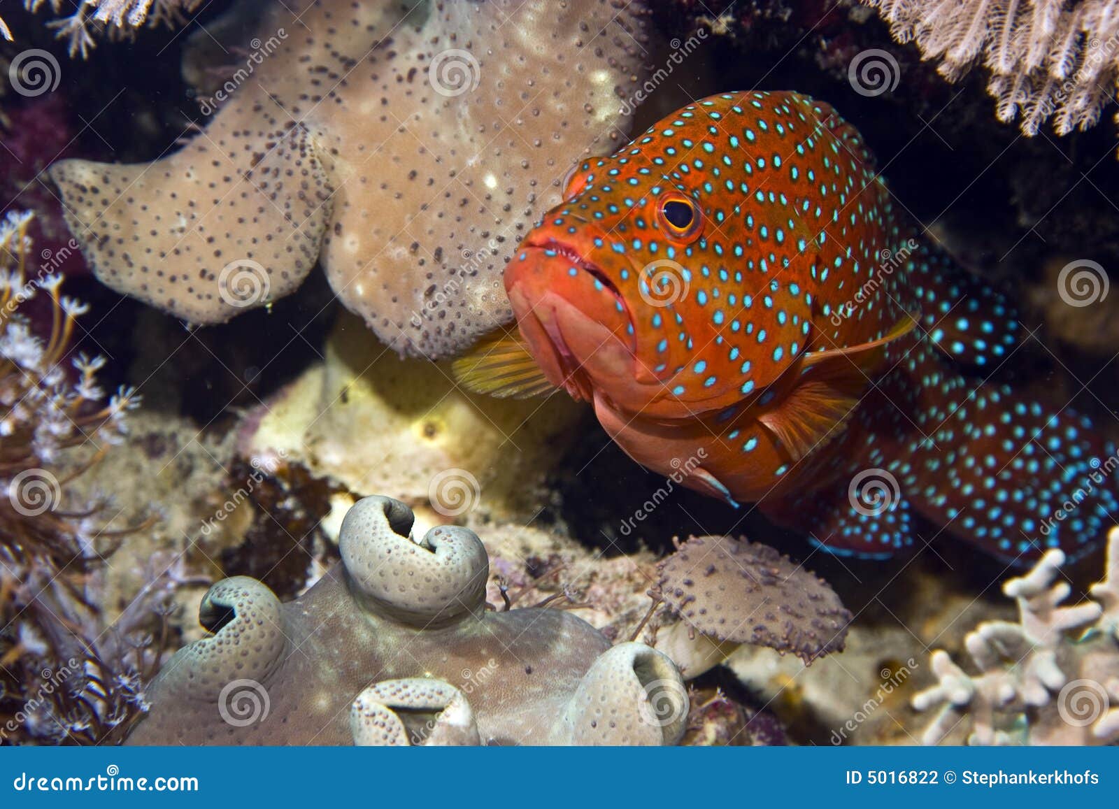 Coral Hind (cephalopholis Miniata) Stock Photo - Image of animal ...
