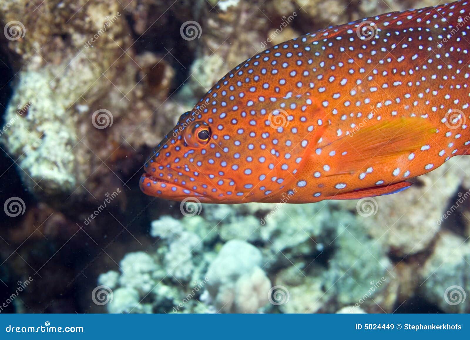 Coral Hind (cephalopholis Miniata) Stock Image - Image of giant, white ...