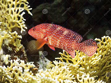 Coral Hind with fire coral stock image. Image of reef - 10645897