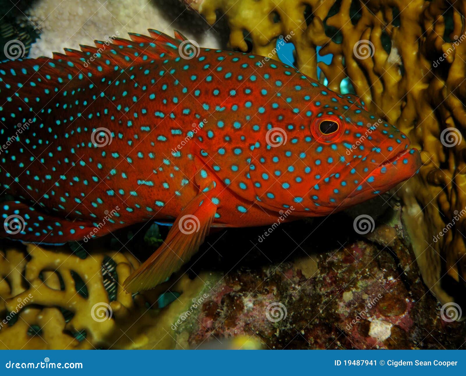 Coral Hind Grouper stock image. Image of underwater, black - 19487941