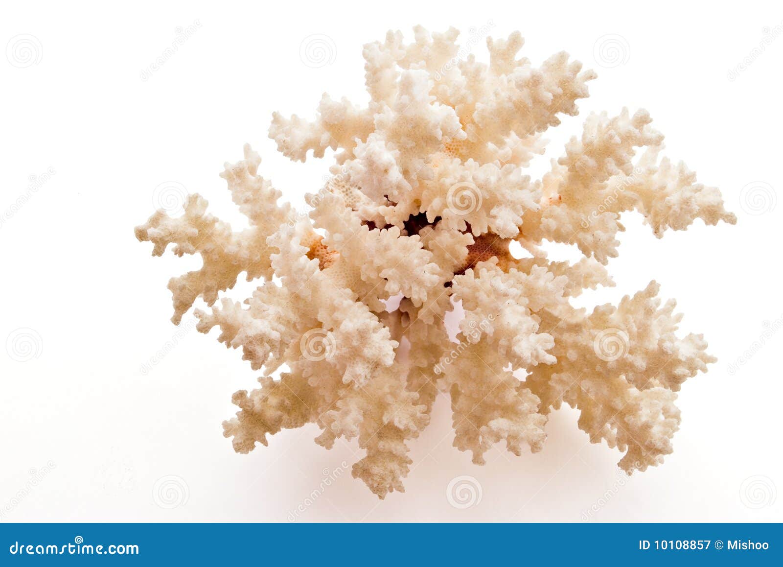 Coral isolated stock image. Image of bleached, life, reef - 10108857