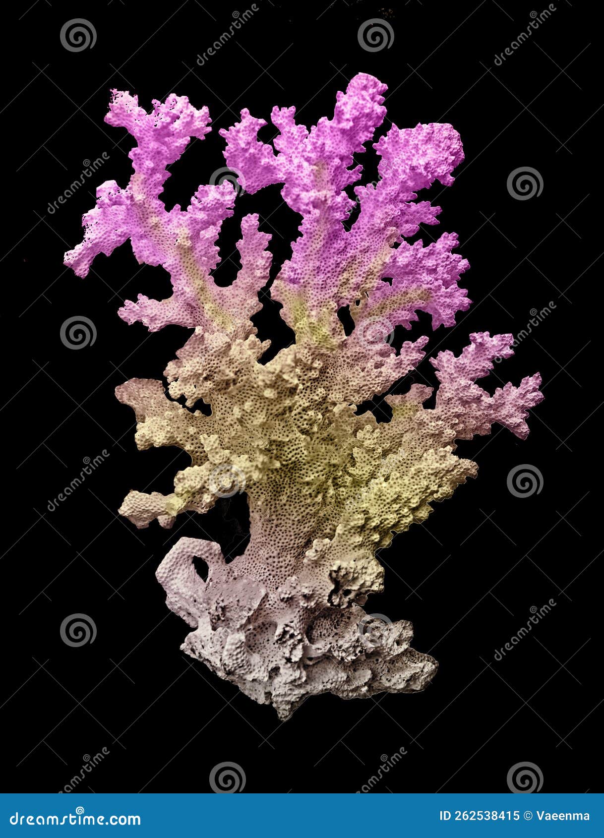 Coral isolated on black stock image. Image of nature - 262538415 Coral isolated on black stock image. Image of nature - 262538415