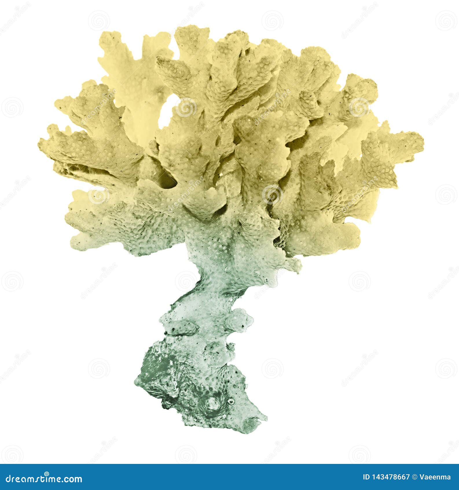 Coral Isolated on White Background Stock Image - Image of marine, white ...