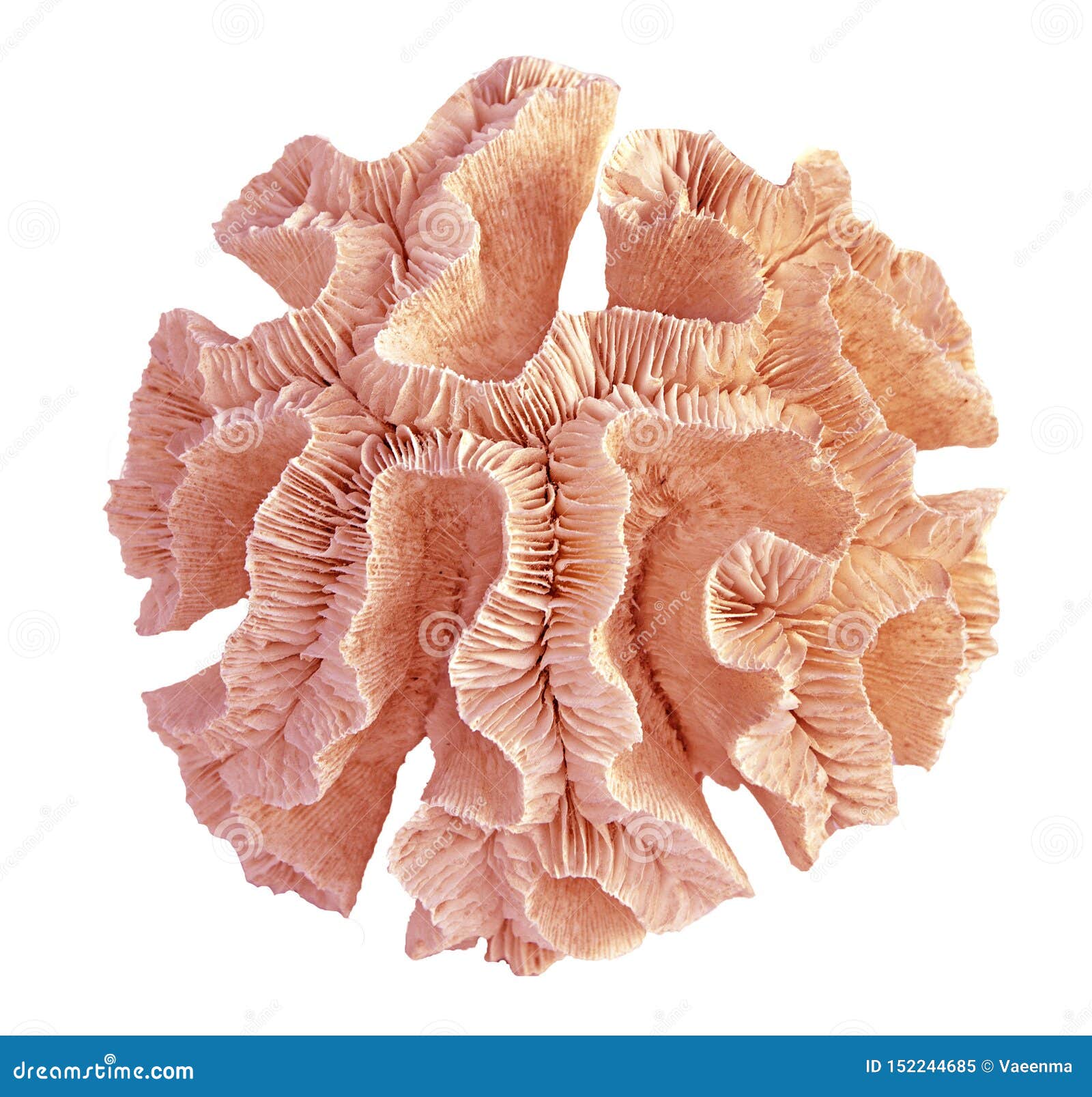 Coral on white background stock image. Image of nature - 152244685