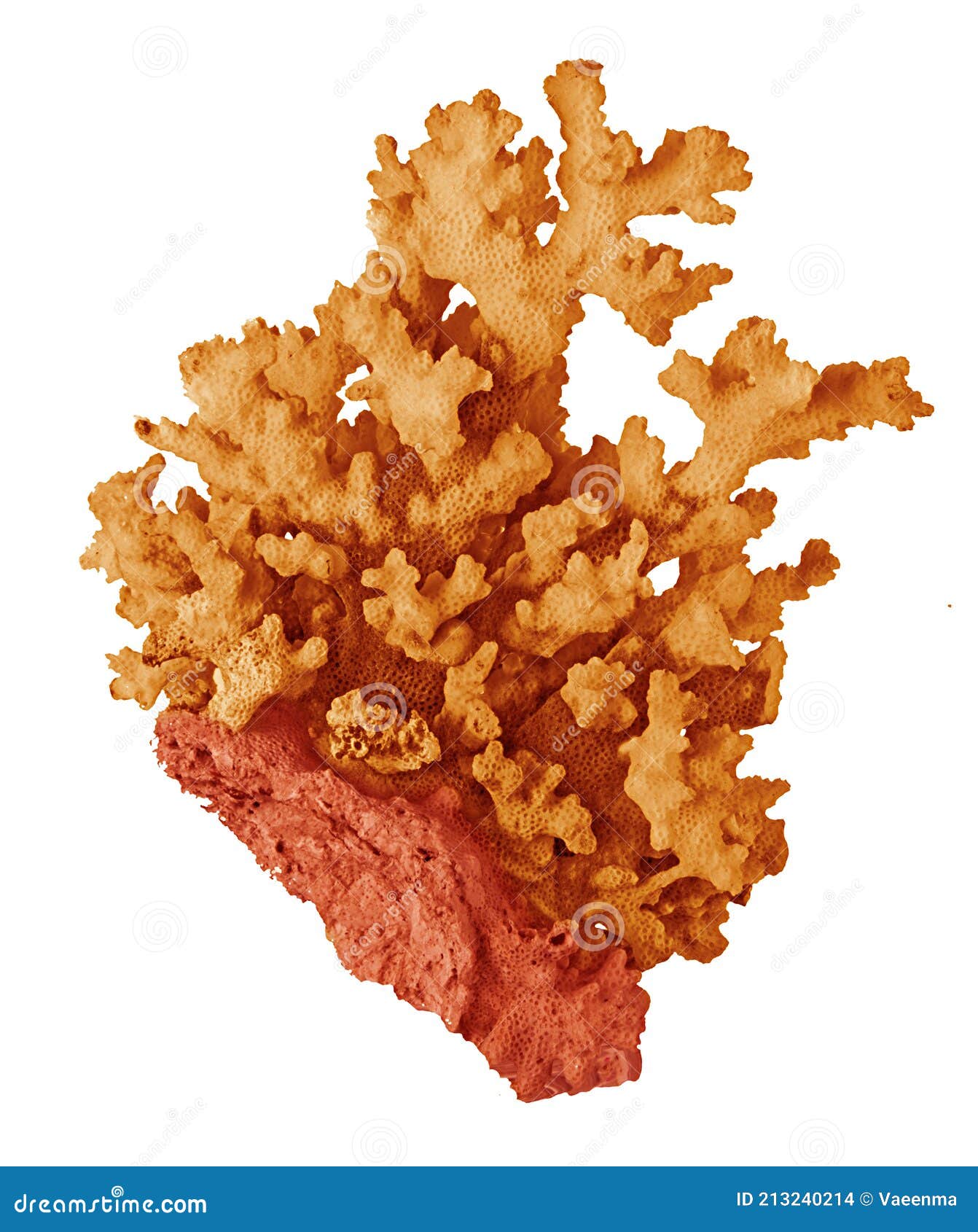 Coral isolated on white stock photo. Image of organism - 213240214