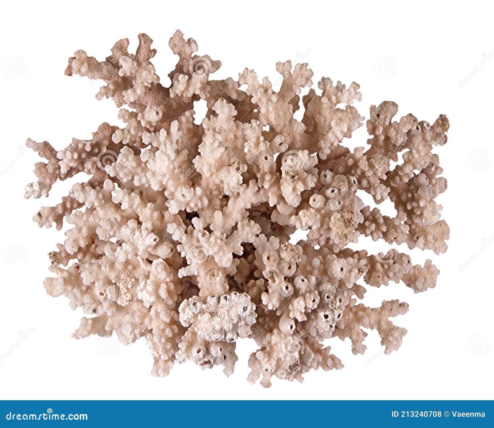 Coral isolated on white stock photo. Image of background - 213240708