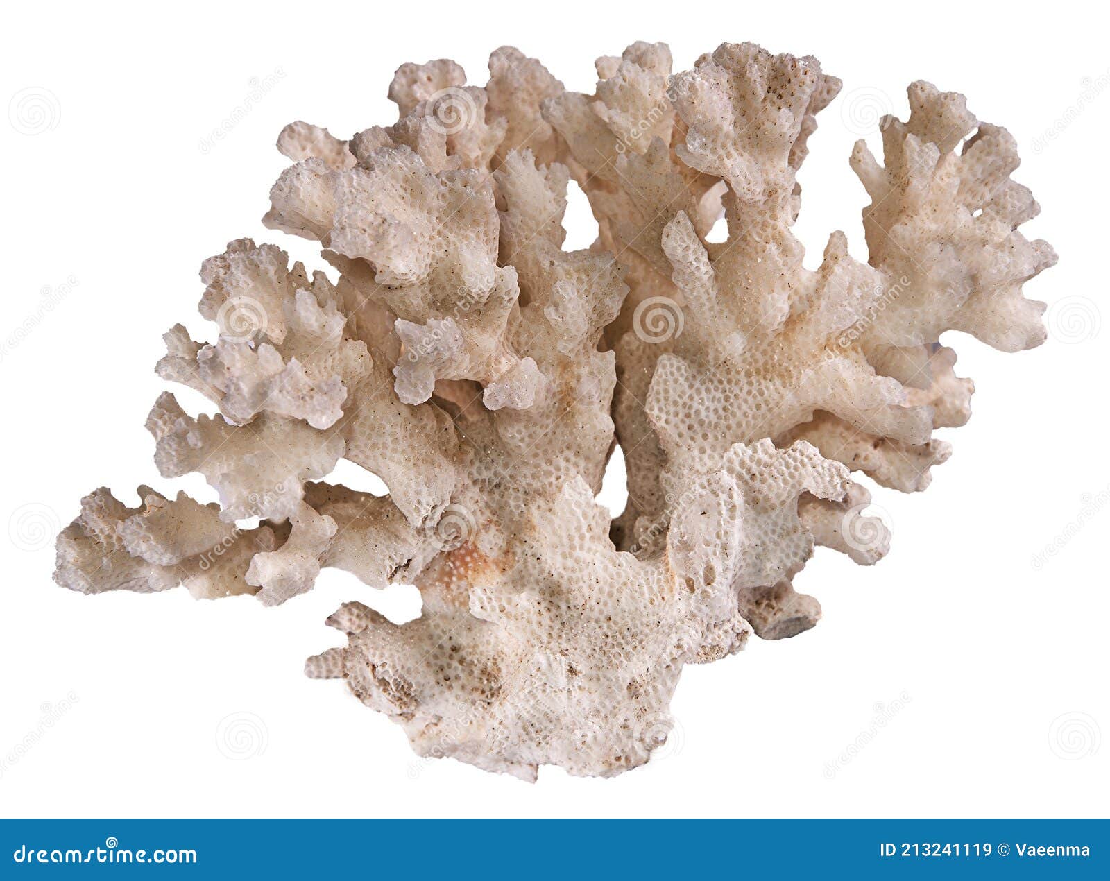 Coral isolated on white stock image. Image of calcium - 213241119