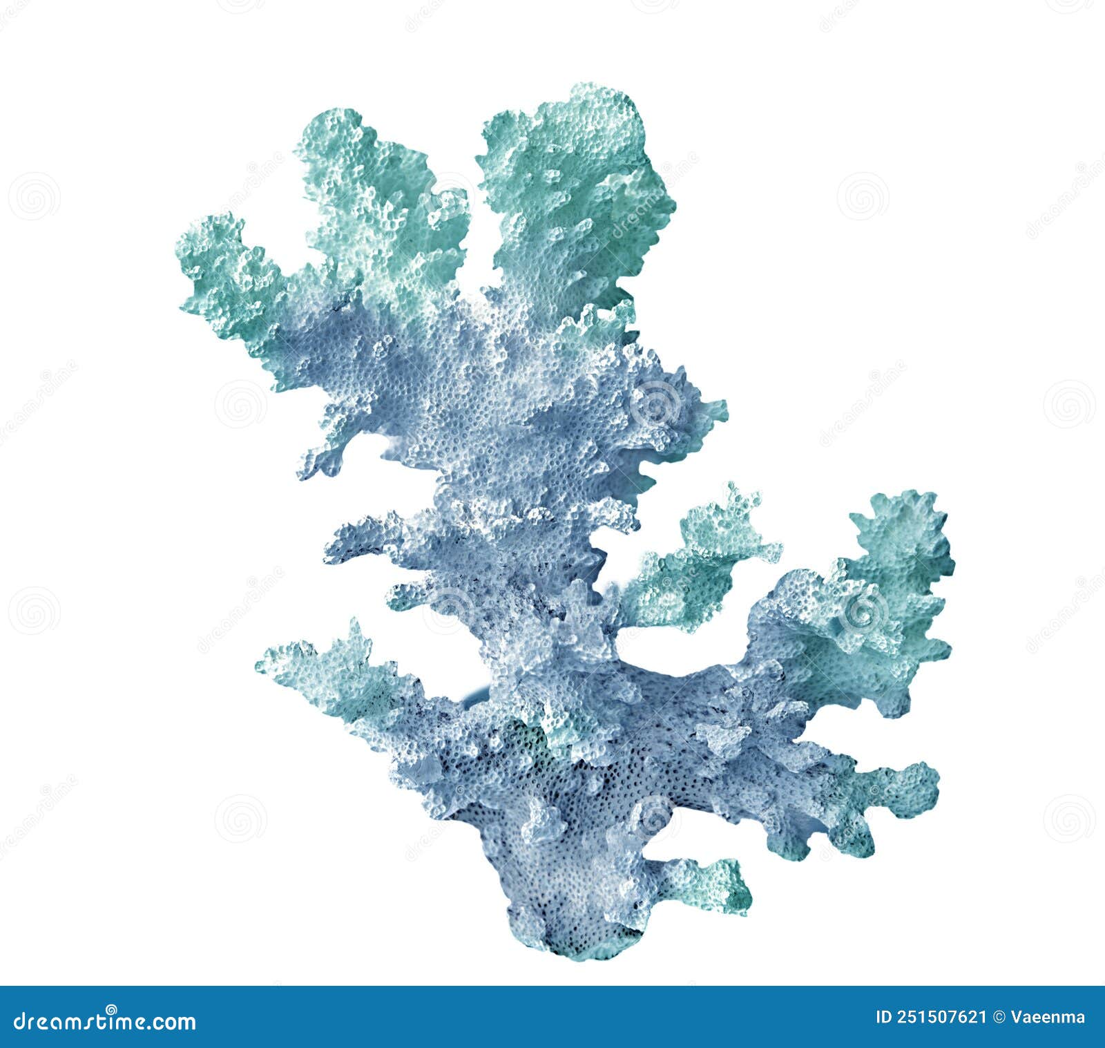 Coral isolated on white stock image. Image of white - 251507621
