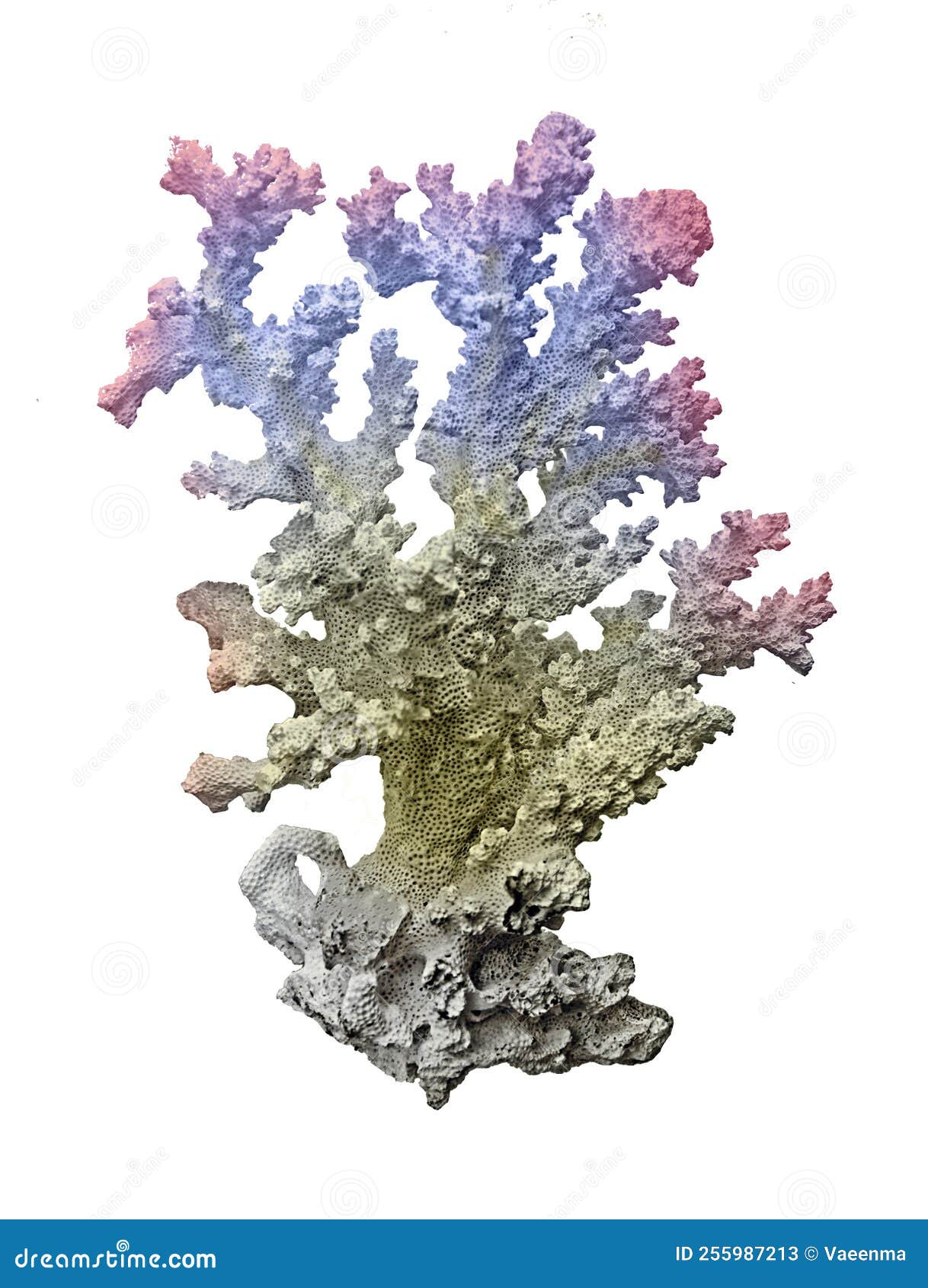 Coral isolated on white stock image. Image of closeup - 255987213