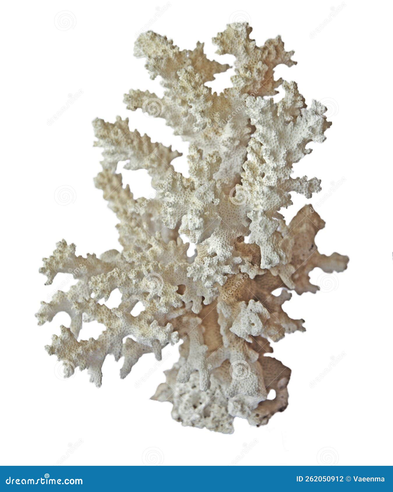 Coral isolated on white stock photo. Image of fauna - 262050912