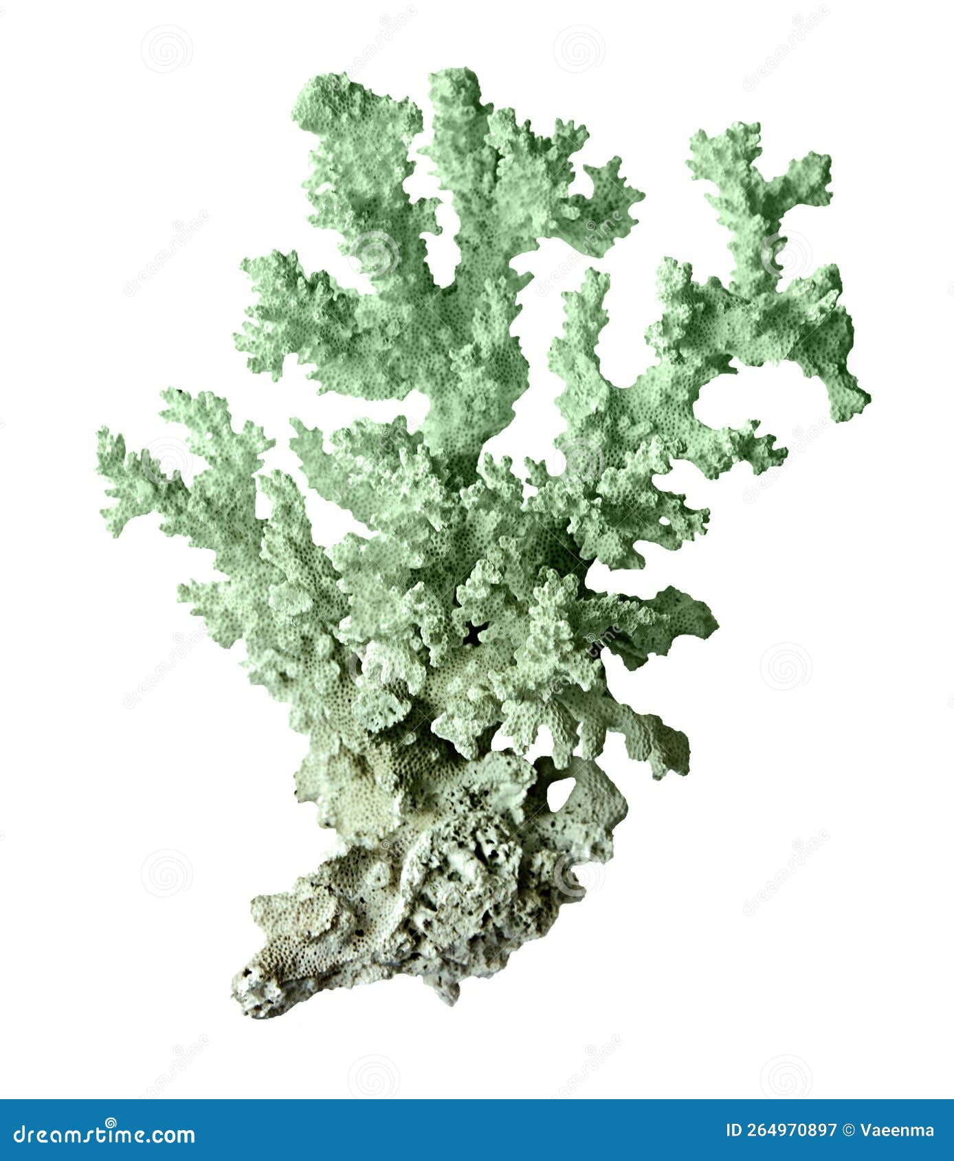 Coral isolated on white stock image. Image of invertebrate - 264970897