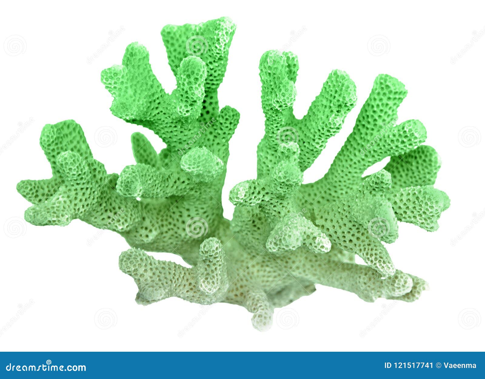 Coral isolated on white stock image. Image of organism - 121517741 Coral isolated on white stock image. Image of organism - 121517741
