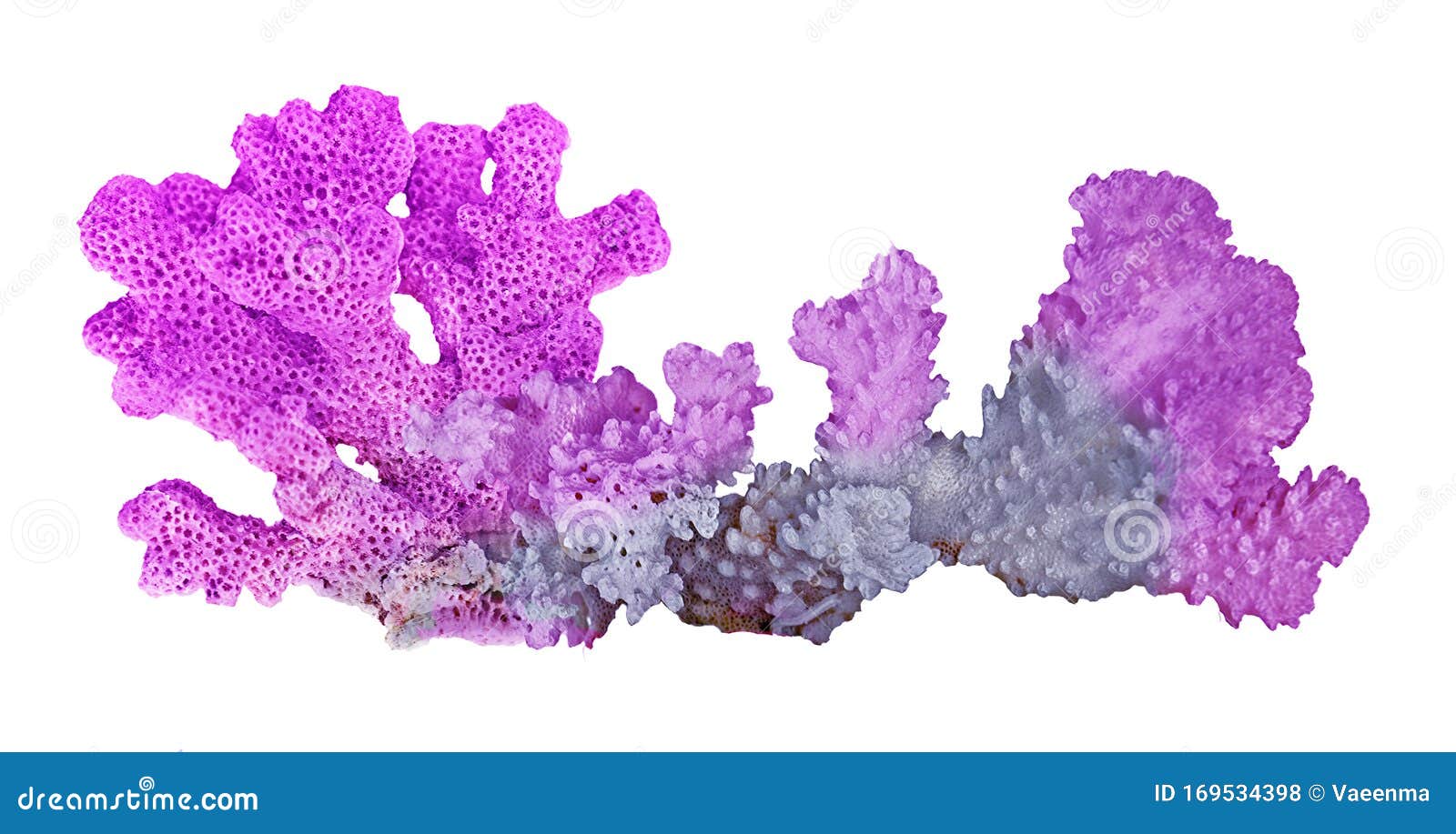 Coral isolated on white stock photo. Image of calcium - 169534398