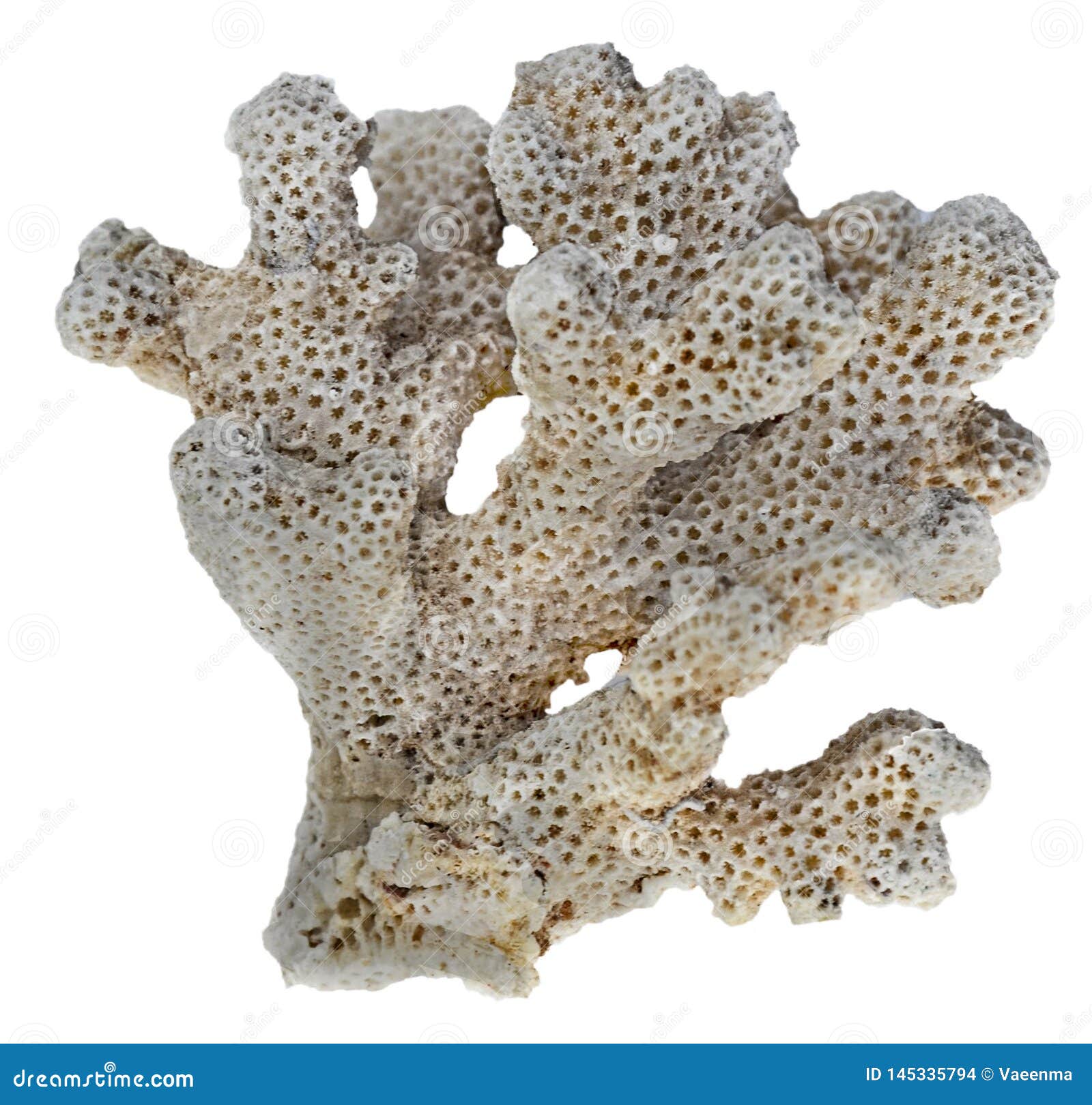 Coral Isolated on White Background Stock Photo - Image of organism ... Coral Isolated on White Background Stock Photo - Image of organism ...