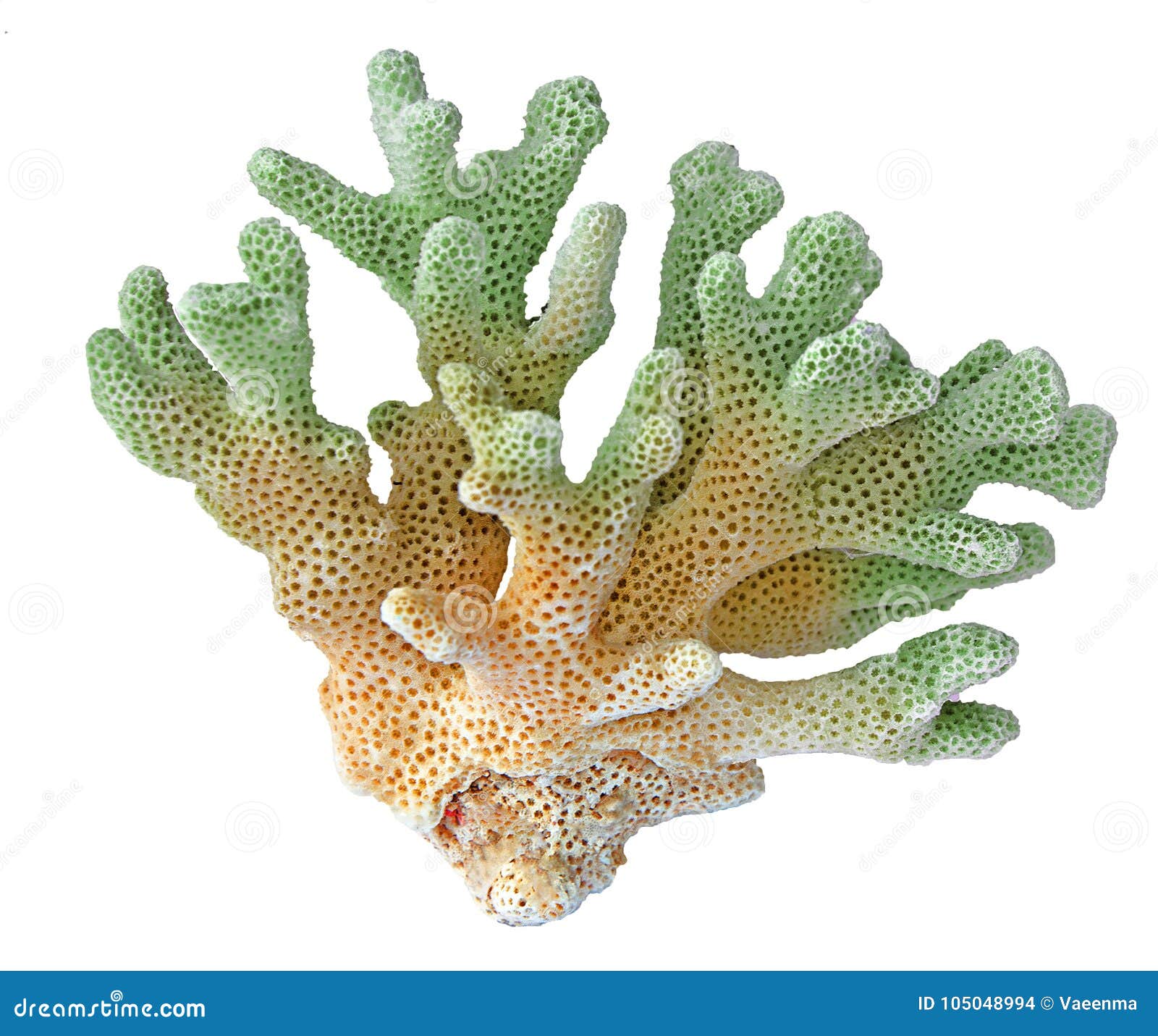 Coral isolated on white stock photo. Image of skeleton - 105048994 Coral isolated on white stock photo. Image of skeleton - 105048994