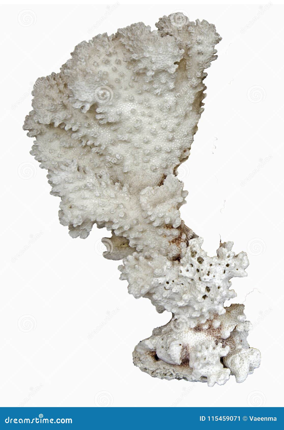 Coral isolated on white stock image. Image of nature - 115459071