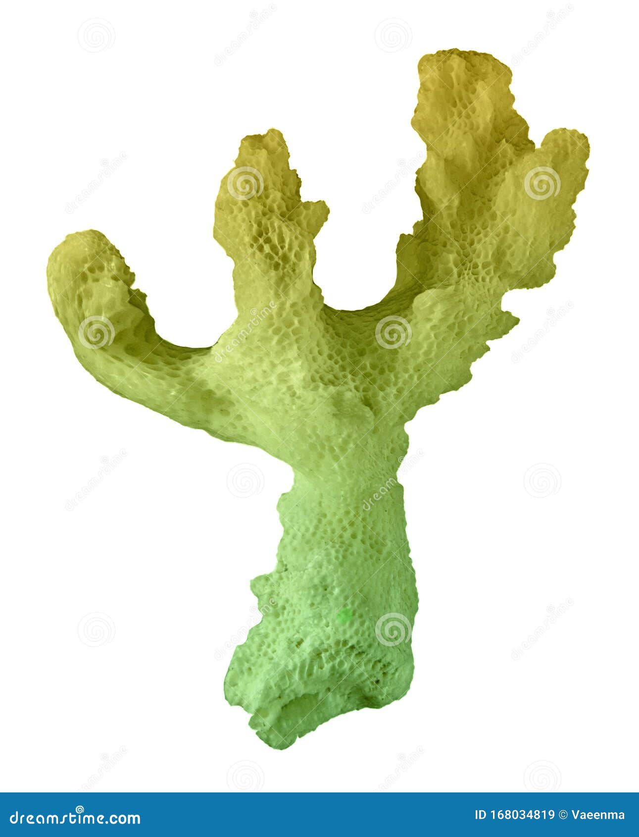 Coral isolated on white stock image. Image of background - 168034819