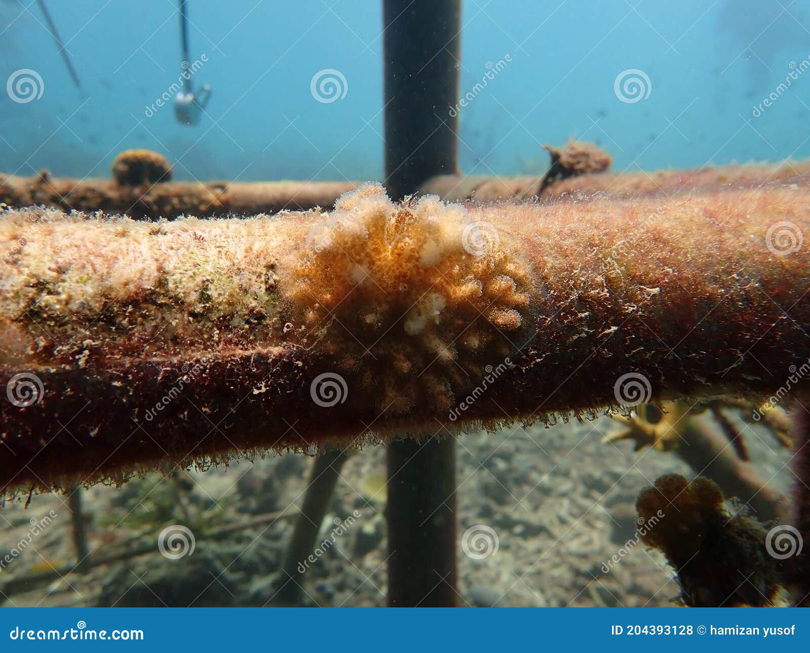 Coral Juvenile that Successfully Attached into Coral Frame Stock Photo ...