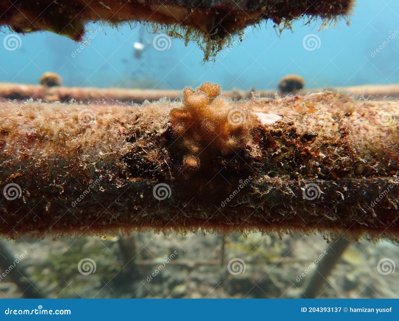 Coral Juvenile that Successfully Attached into Coral Frame Stock Image ...