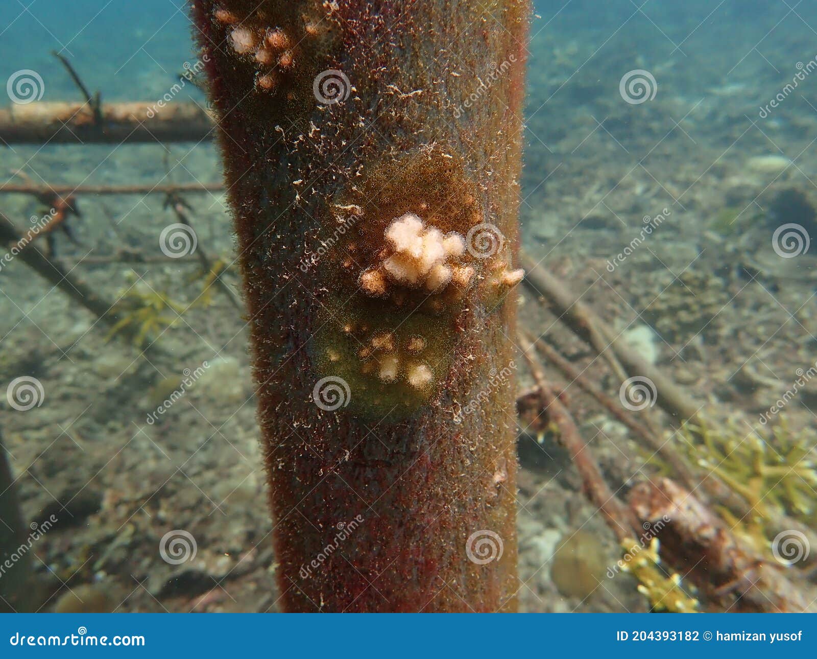 Coral Juvenile that Successfully Attached into Coral Frame Stock Photo ...