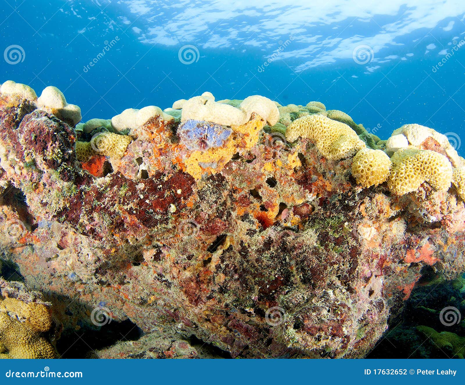 Coral Ledge stock photo. Image of intercoastal, acropora - 17632652