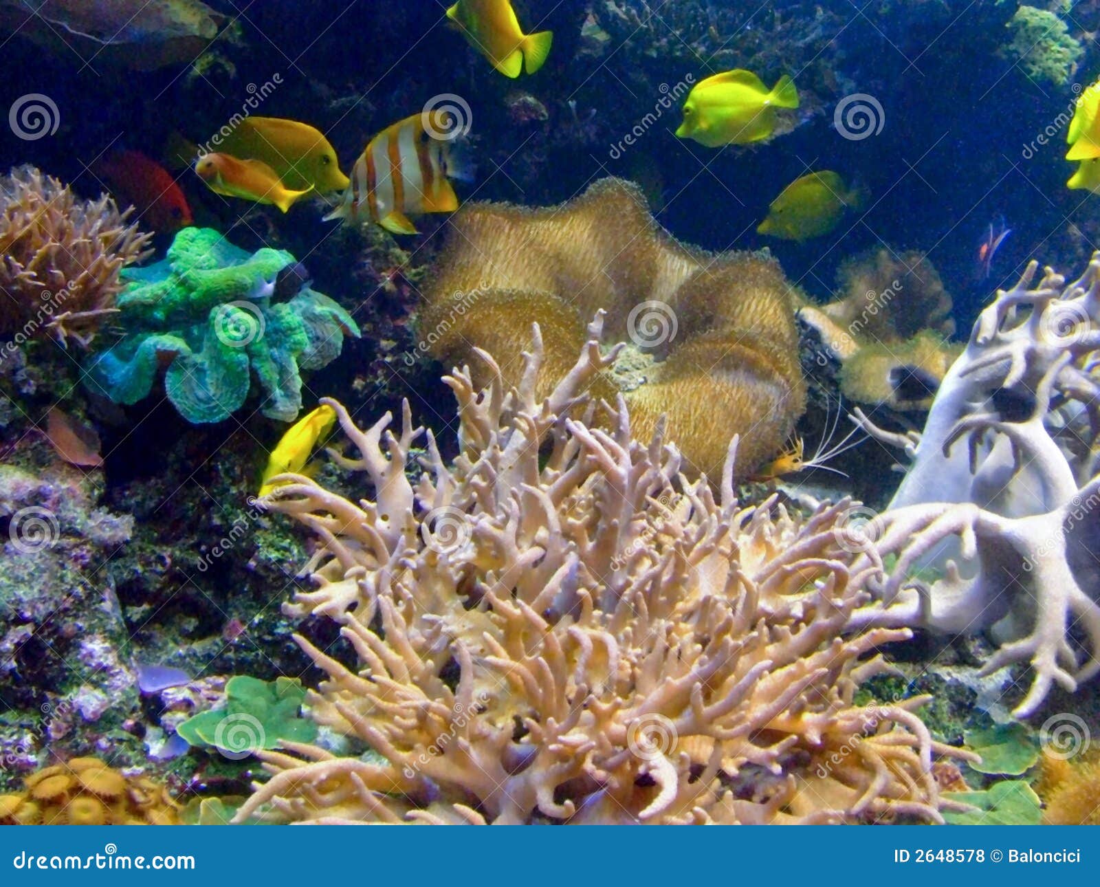 Coral life stock photo. Image of animal, nemo, climate - 2648578