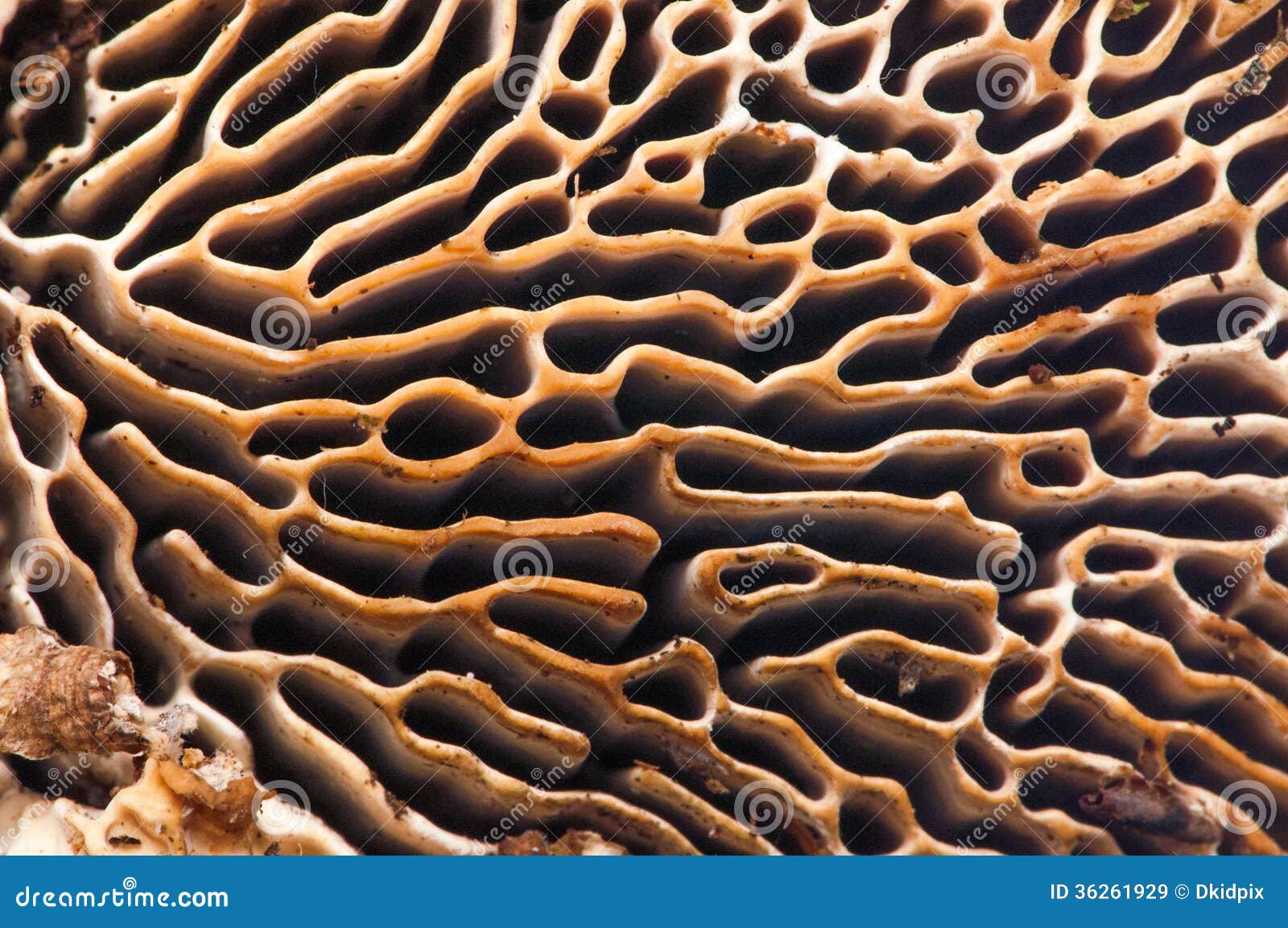 Coral stock image. Image of ethan, fruiting, nature, mergui - 36261929