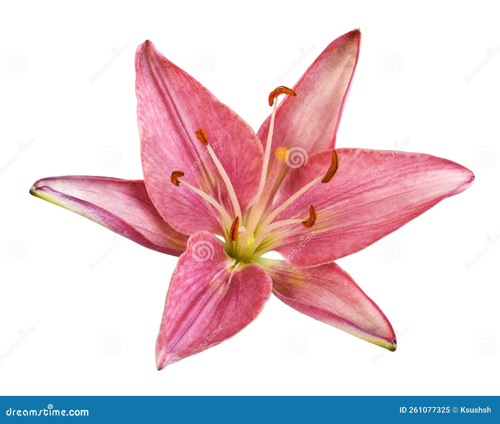 Coral Lily Flower Isolated on White Stock Image - Image of lilies ...