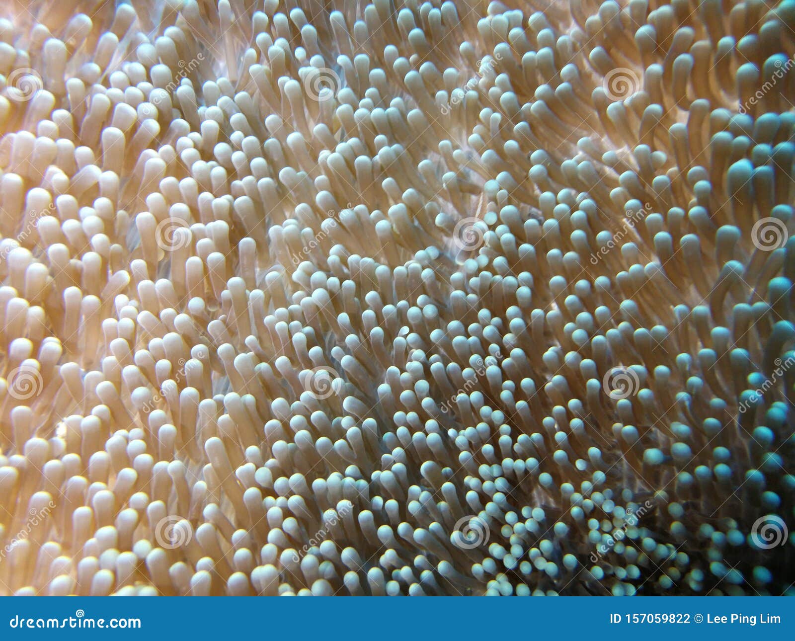 Coral with micro shrimp stock photo. Image of underwater - 157059822