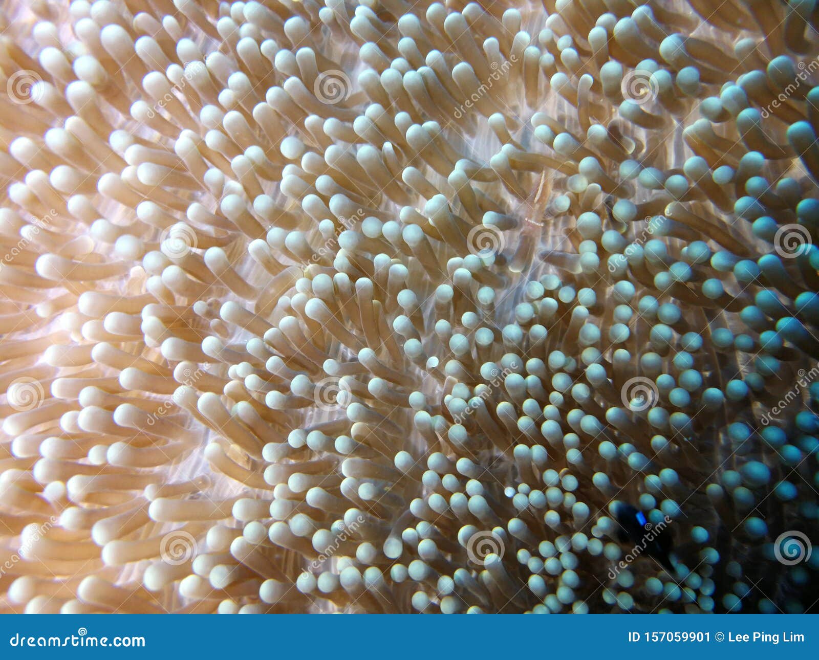 Coral with micro shrimp stock image. Image of nemo, shrimp - 157059901