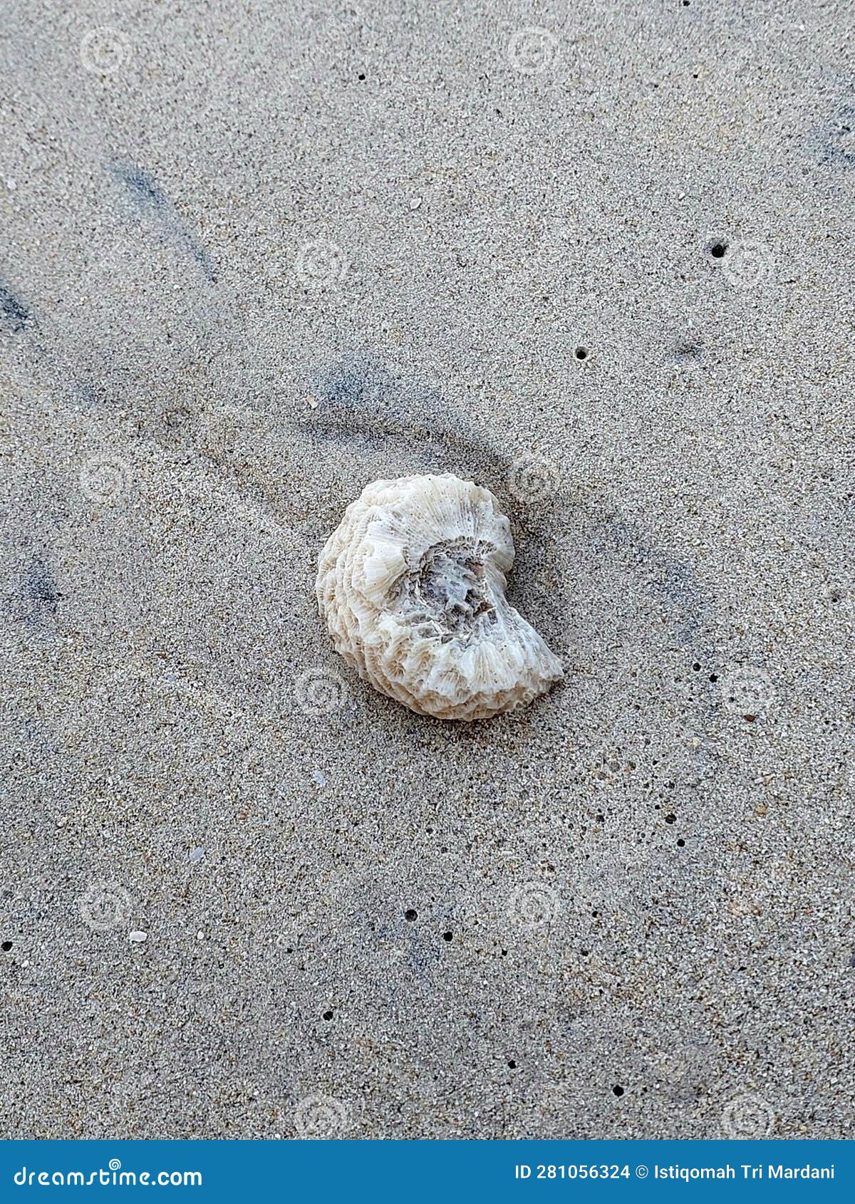 Coral in the Middle of the Sand Beach of Bandengan, Jepara, Central ...