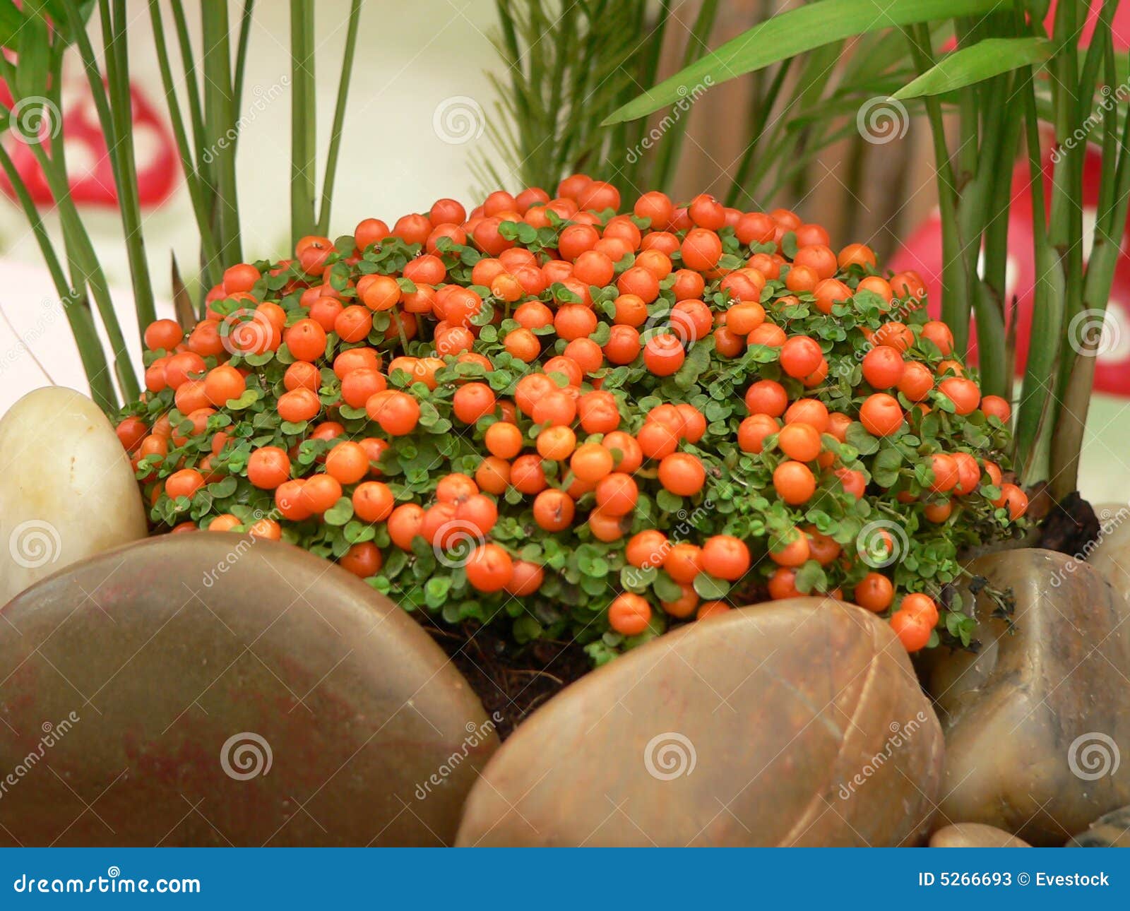 Coral Moss stock image. Image of floral, nertera, orange - 5266693