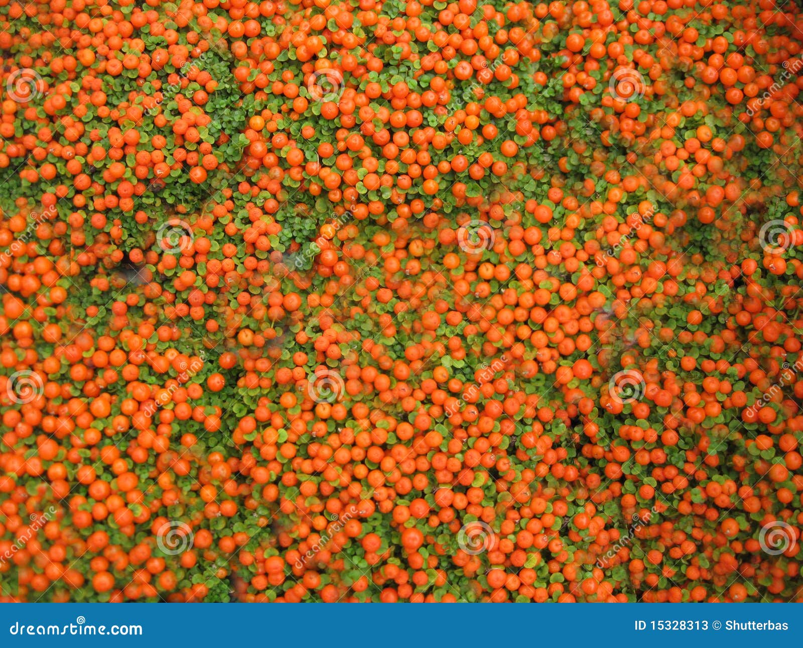 Coral moss plant stock image. Image of natural, central - 15328313