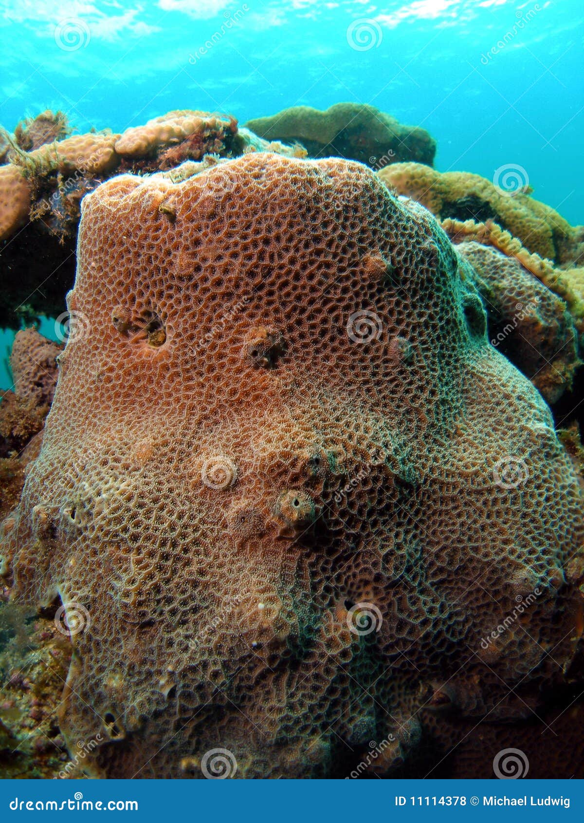 Coral mound stock photo. Image of oceanic, south, blue - 11114378