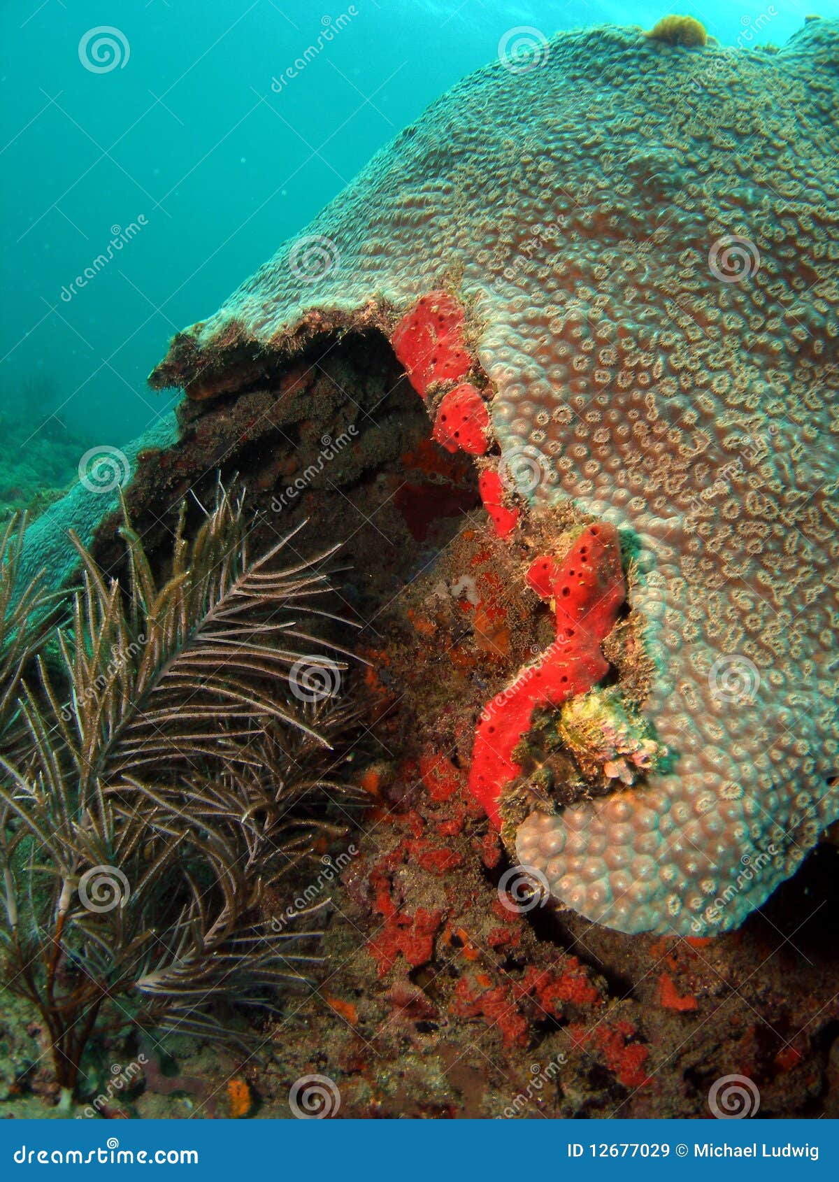 Coral mound stock image. Image of mound, green, underwater - 12677029