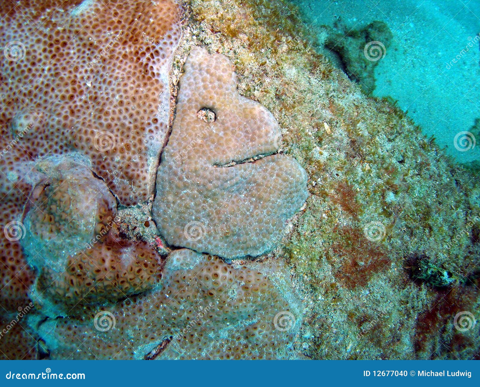 Coral mound stock photo. Image of green, water, snorkel - 12677040