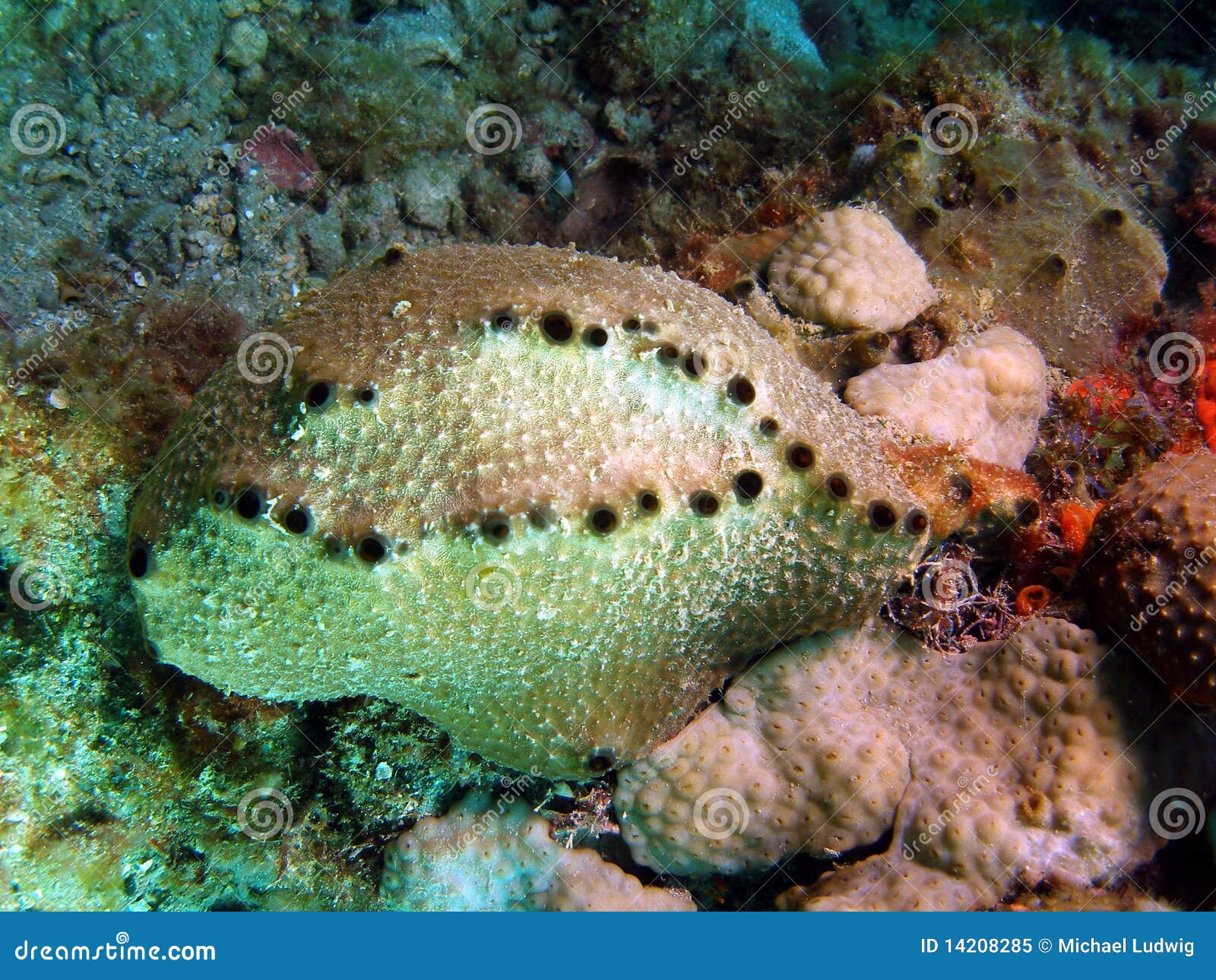 Coral Mound stock image. Image of scuba, snorkel, coral - 14208285