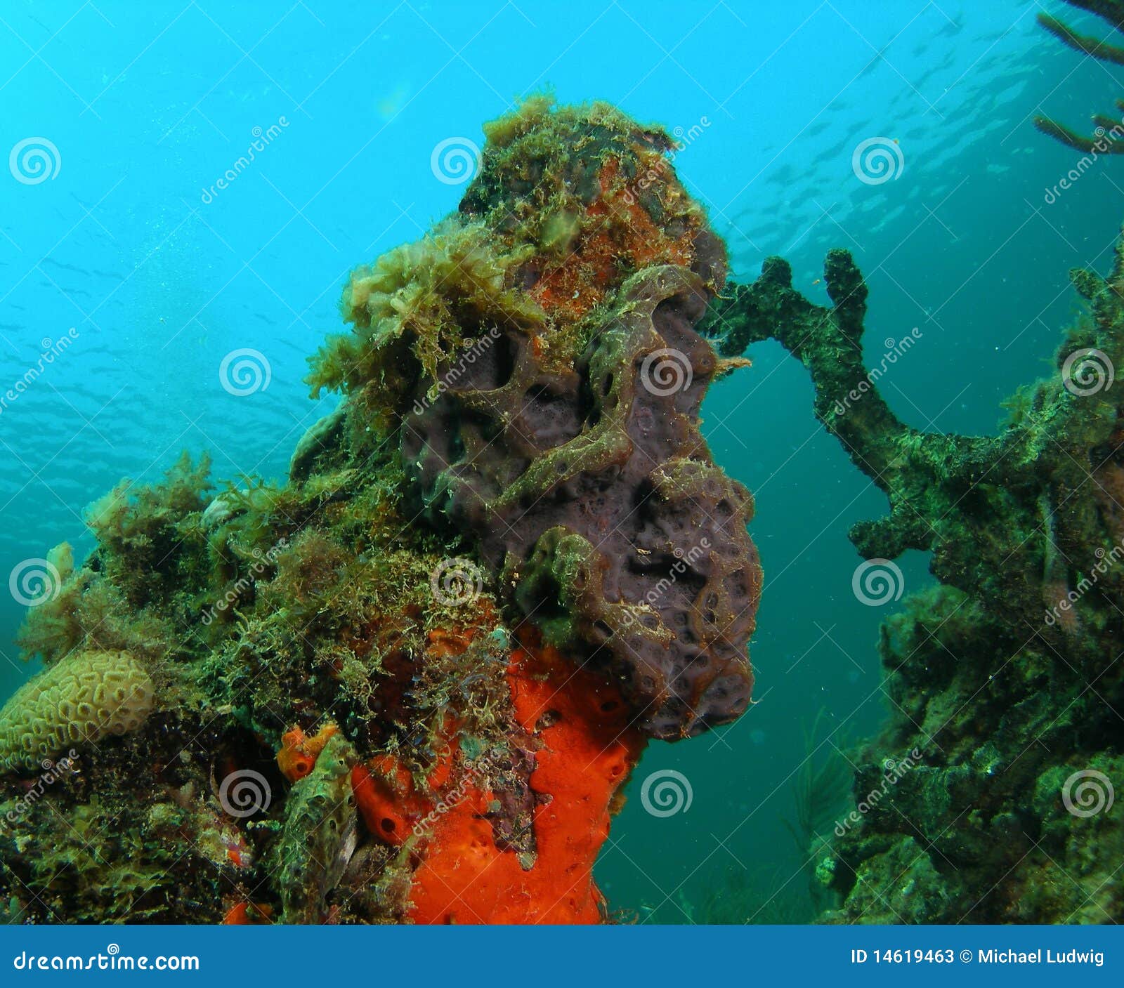 Coral Mound stock image. Image of floor, shape, figure - 14619463