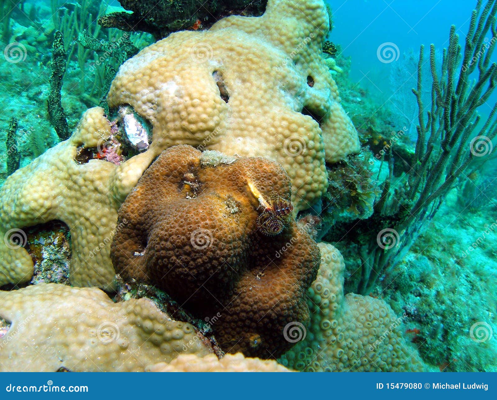 Coral Mound stock photo. Image of natural, aqua, brain - 15479080