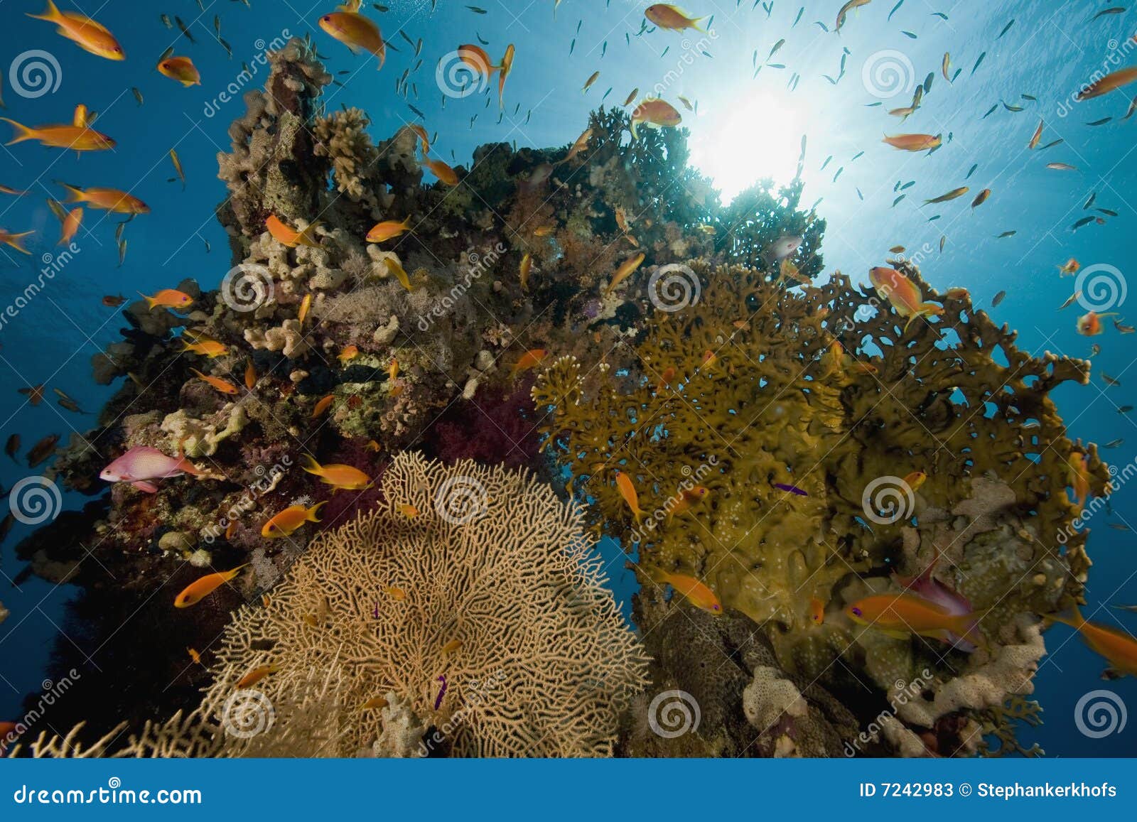 Coral, ocean and fish stock image. Image of nature, tropical - 7242983