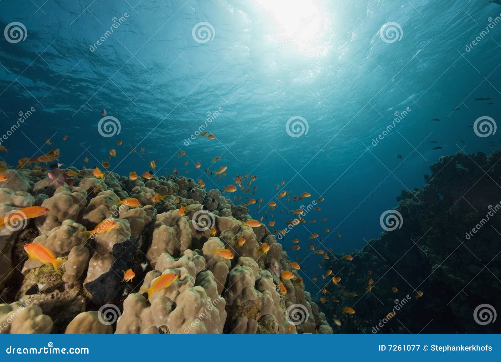 Coral, ocean and fish stock image. Image of places, underwater - 7261077