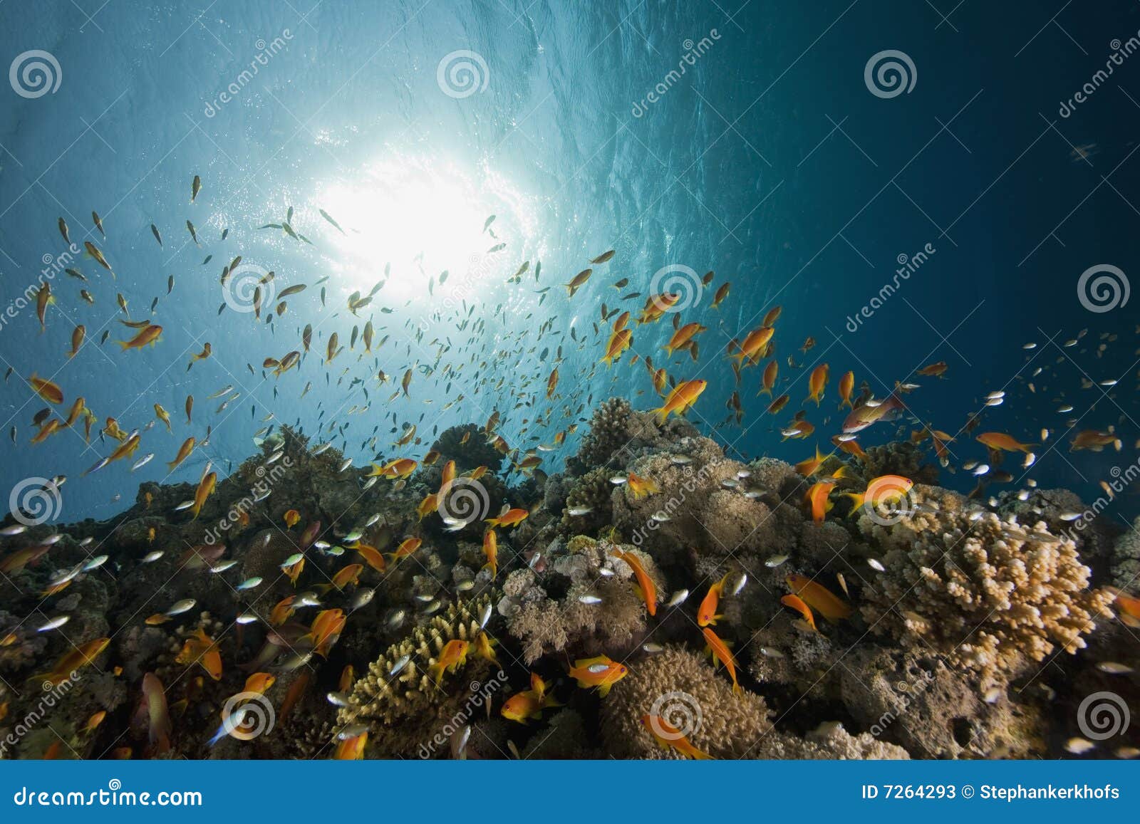 Coral, ocean and fish stock image. Image of masked, sunray - 7264293