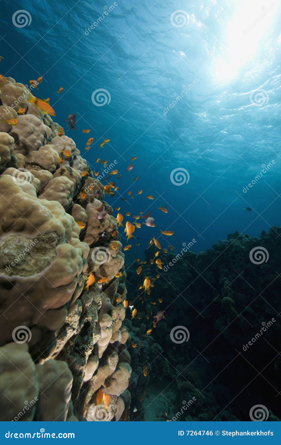 Coral, Ocean And Fish Stock Photography | CartoonDealer.com #7264142