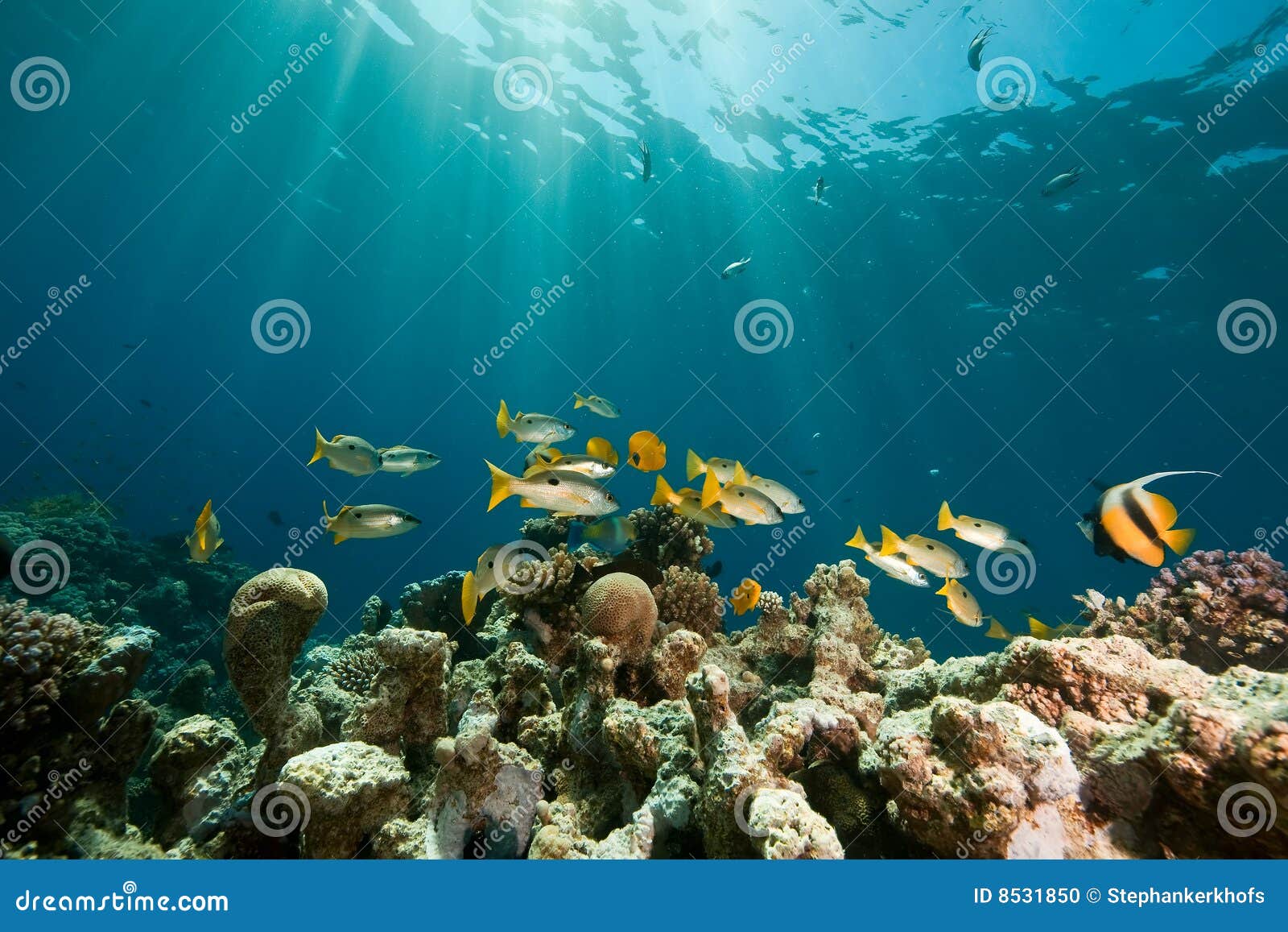 Coral, ocean and fish stock photo. Image of sunlight, coral - 8531850