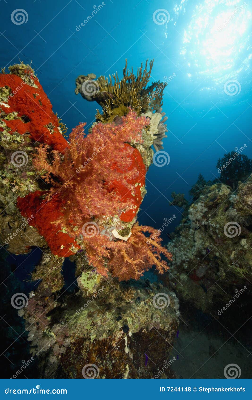 Coral, ocean, sun and fish stock photo. Image of underwater - 7244148
