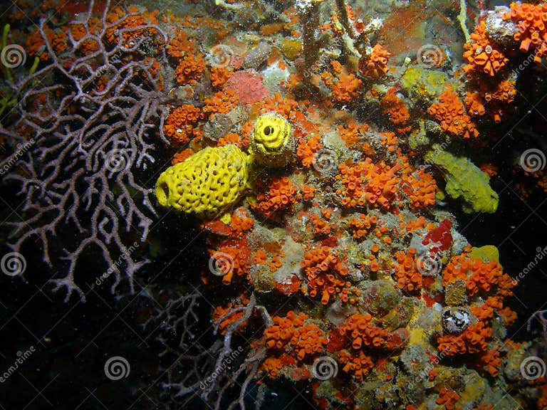 Coral on a oil Platform stock photo. Image of formation - 10838316