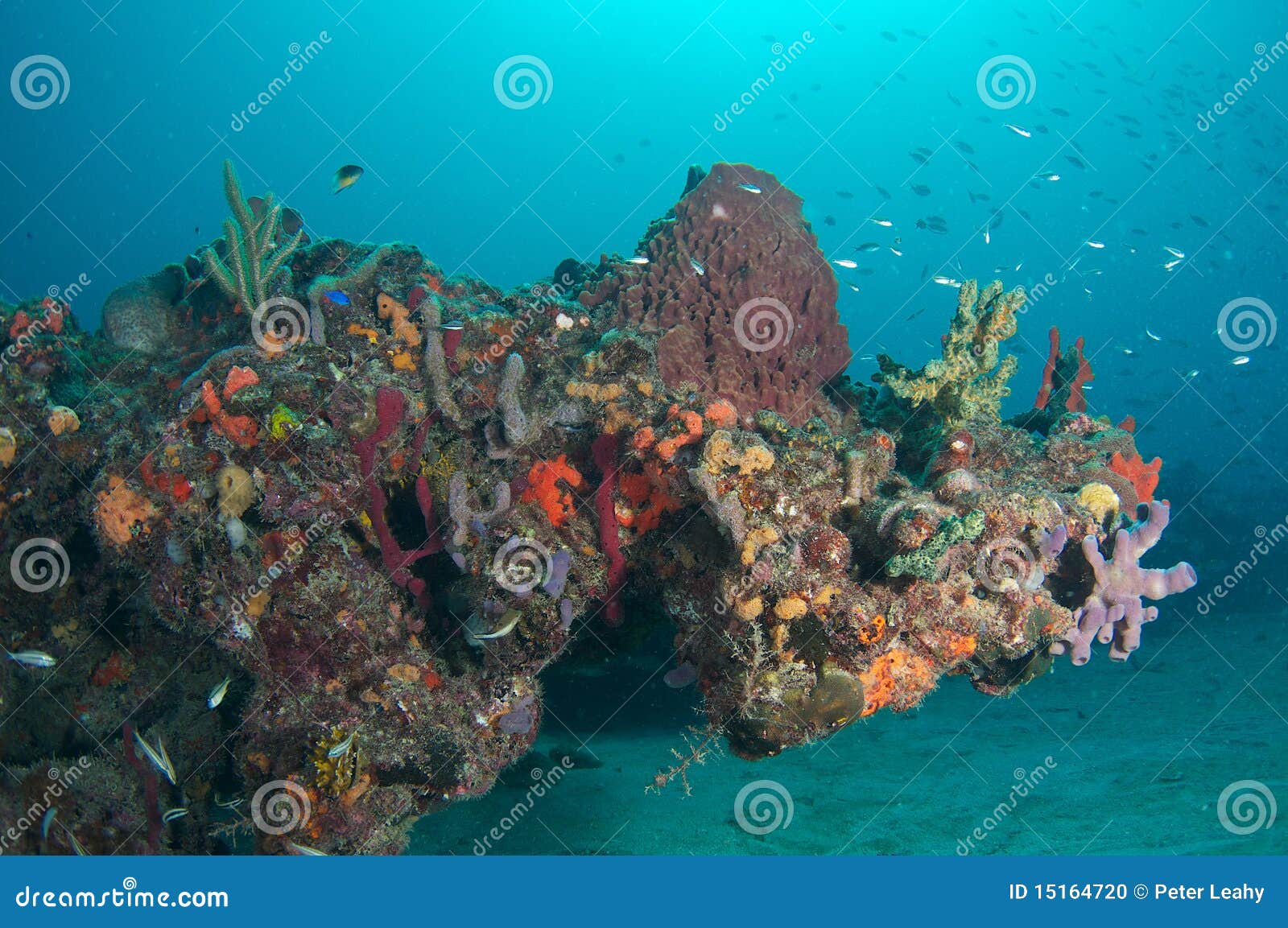 Coral Outcropping stock photo. Image of dive, reef, barrel - 15164720