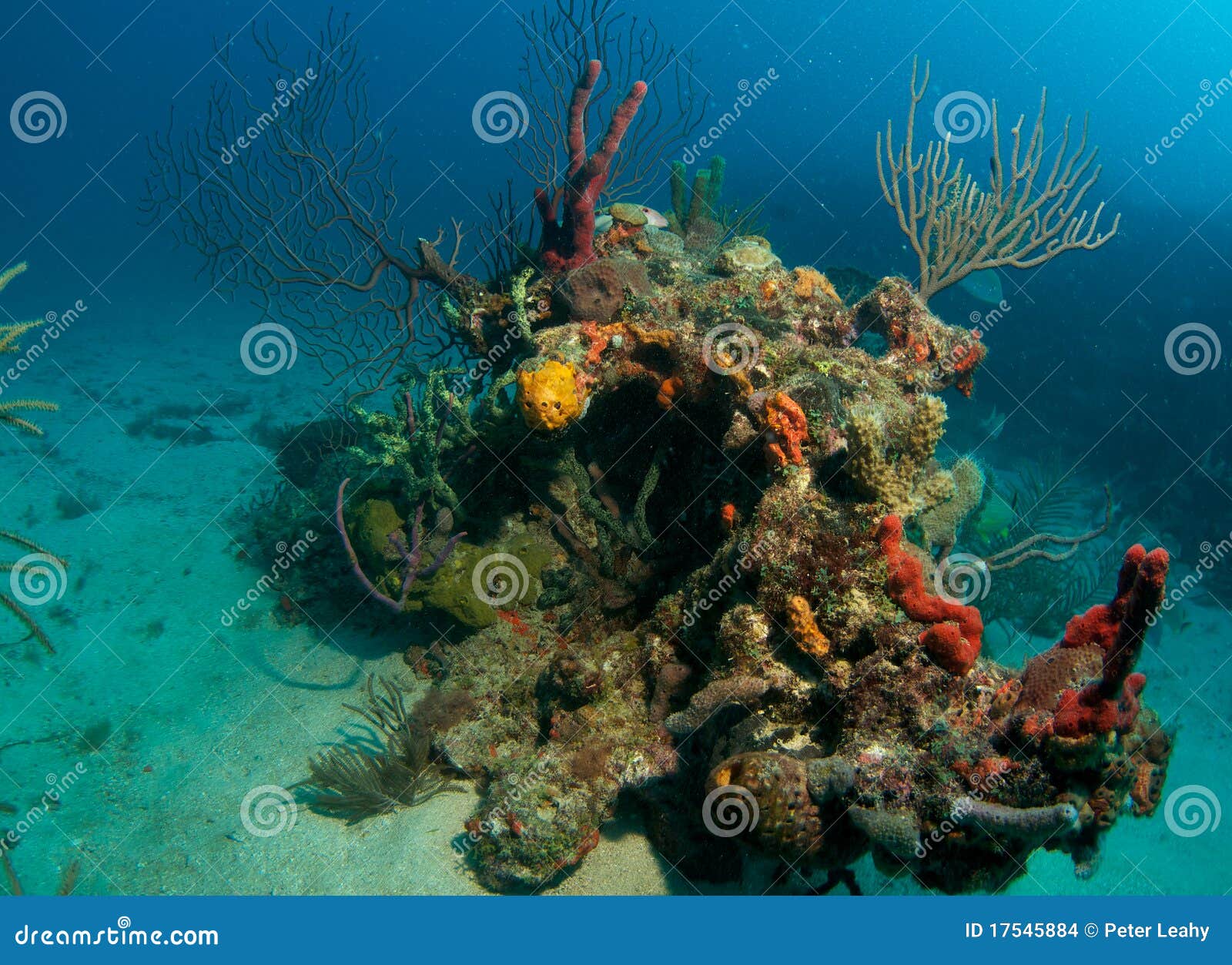 Coral Outcropping stock photo. Image of aquarium, plankton - 17545884