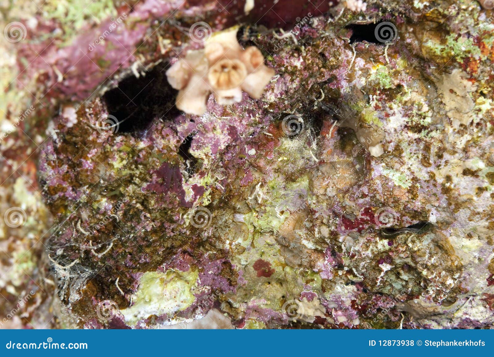 Coral patch work stock photo. Image of explore, coral - 12873938